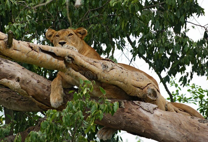 Lion resting in a tree stock image. Image of carnivore - 34088653