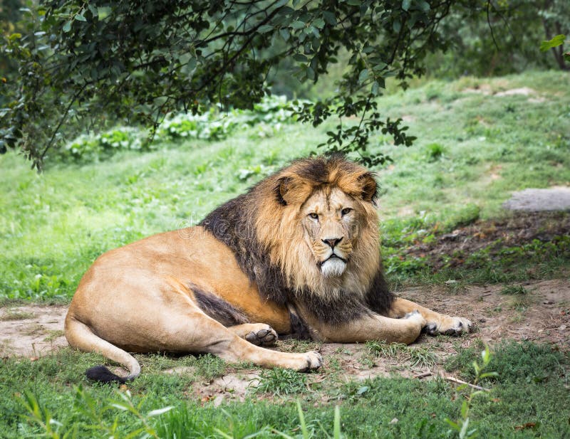 Lion Resting Under Tree Stock Photos - Download 204 Royalty Free Photos