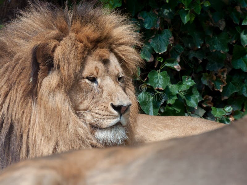 Lion resting stock photo. Image of animal, predator, colour - 41782880
