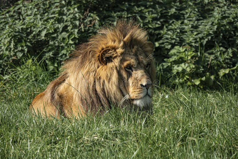 Lion Waiting Prey Stock Photos - Free & Royalty-Free Stock Photos from ...