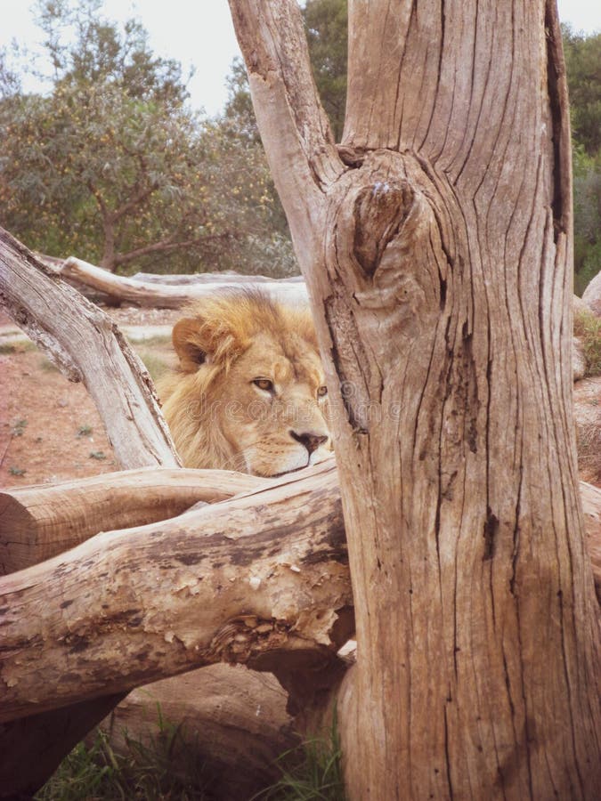 184 Lion Behind Tree Stock Photos - Free & Royalty-Free Stock Photos ...