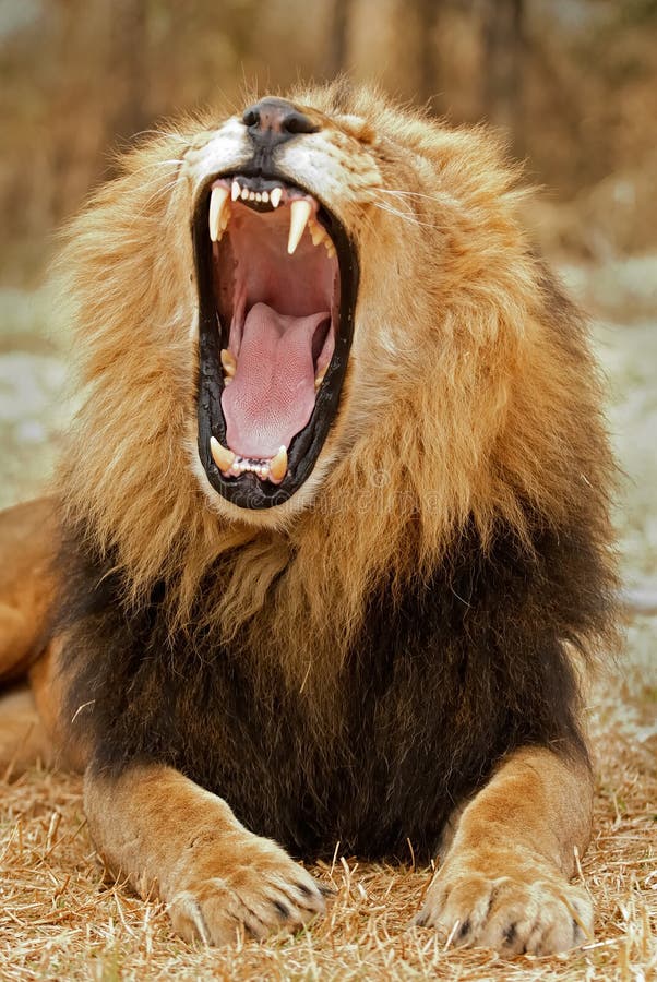 Lion Roar stock photo. Image of lion, carnassial, carnivore - 1181484