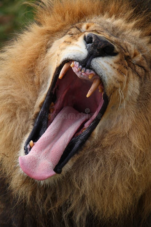 Lion roar stock image. Image of open, animal, angry, profile - 11924345