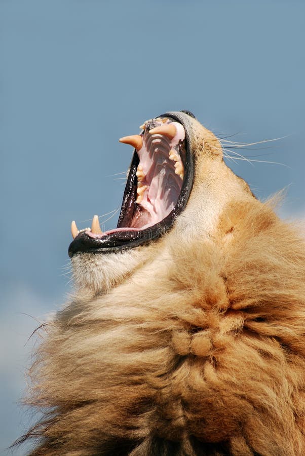 Lion roar stock image. Image of sharp, beasts, tanzania - 2868357
