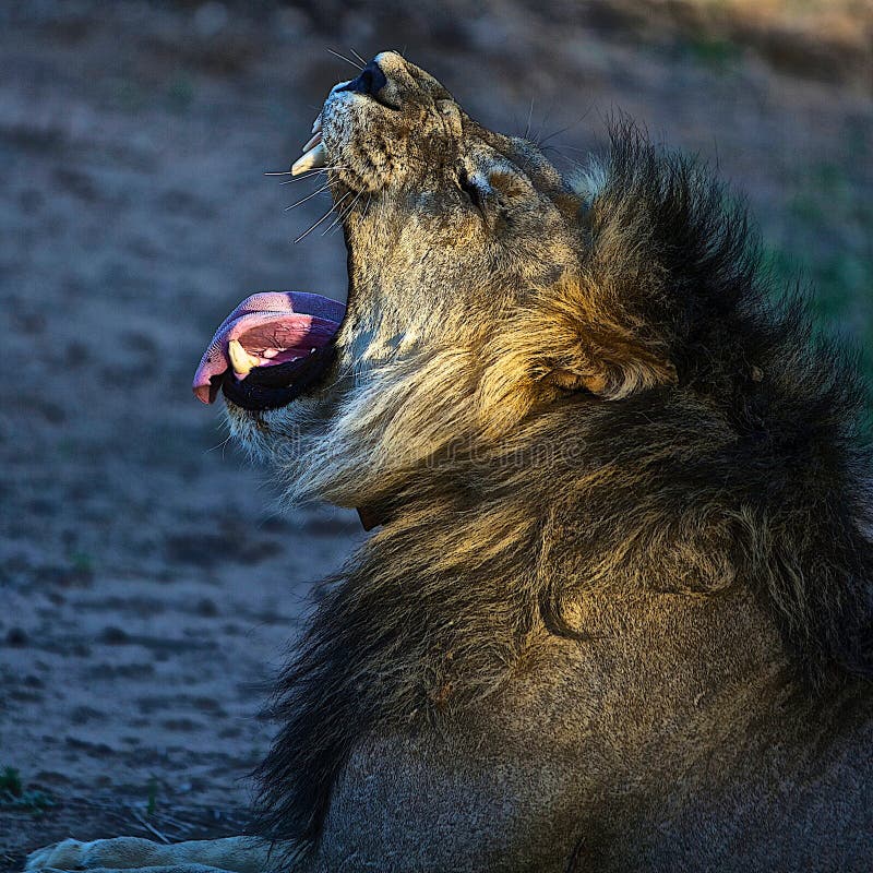 Lion Roar stock photo. Image of lion, carnassial, carnivore - 1181484