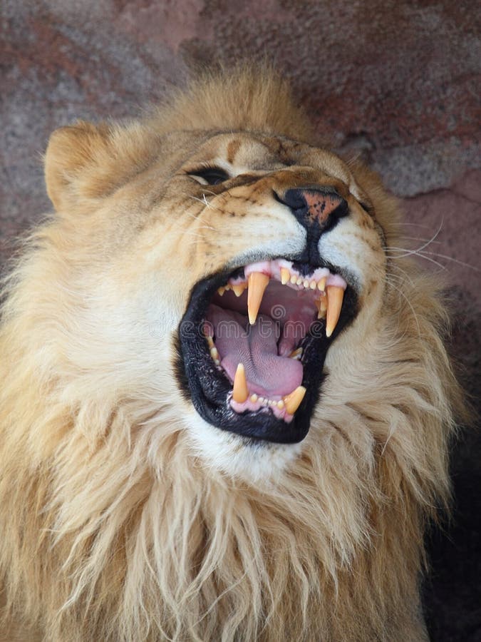 Lion roar stock image. Image of open, animal, angry, profile - 11924345