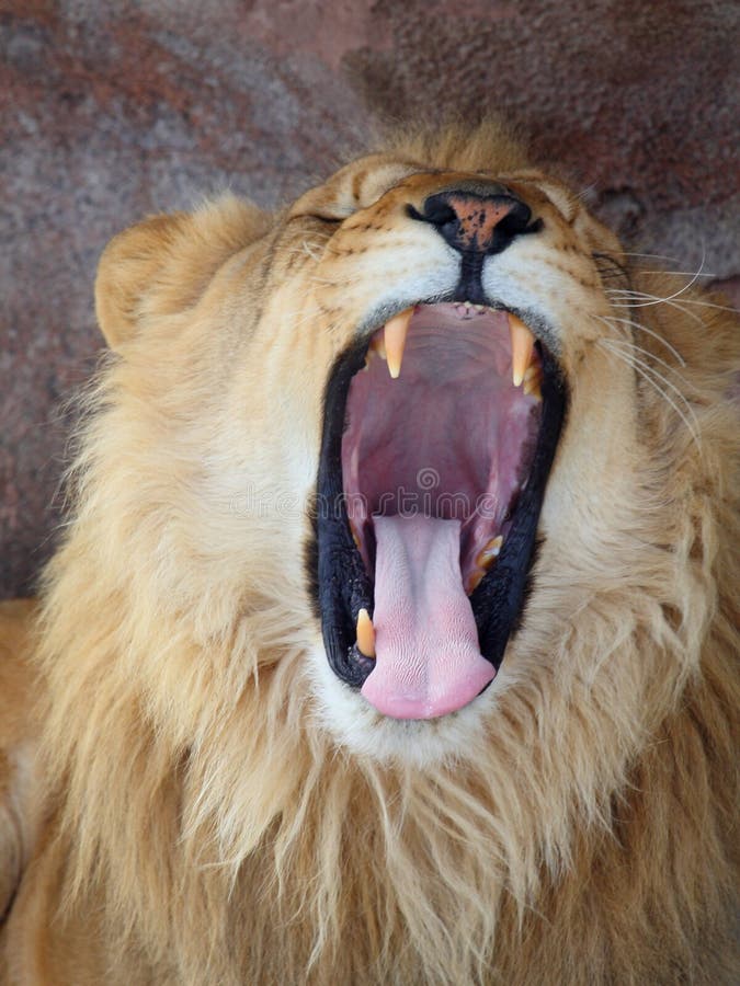 Lion Roar Stock Images - Download 6,071 Royalty Free Photos
