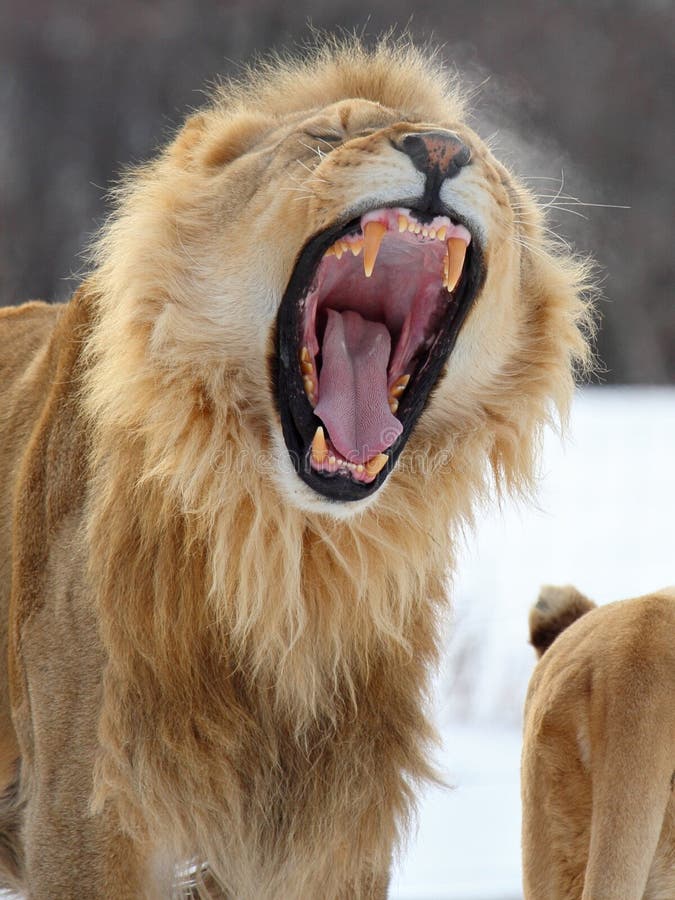 Lion roar stock photo. Image of animal, roar, lion, open - 5086828