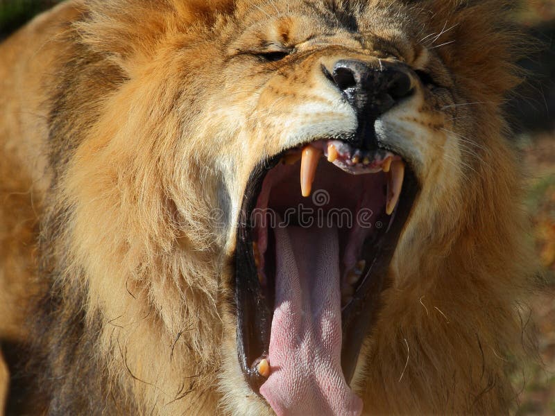 Lion roar stock image. Image of animal, africa, lion, roar - 5106253