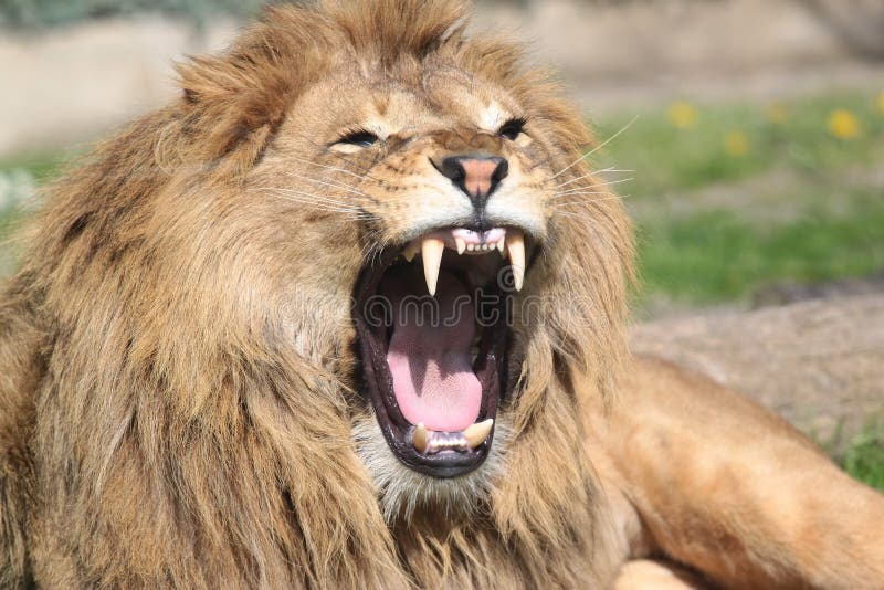 Lion roaring stock photo. Image of wilderness, nature - 13703218
