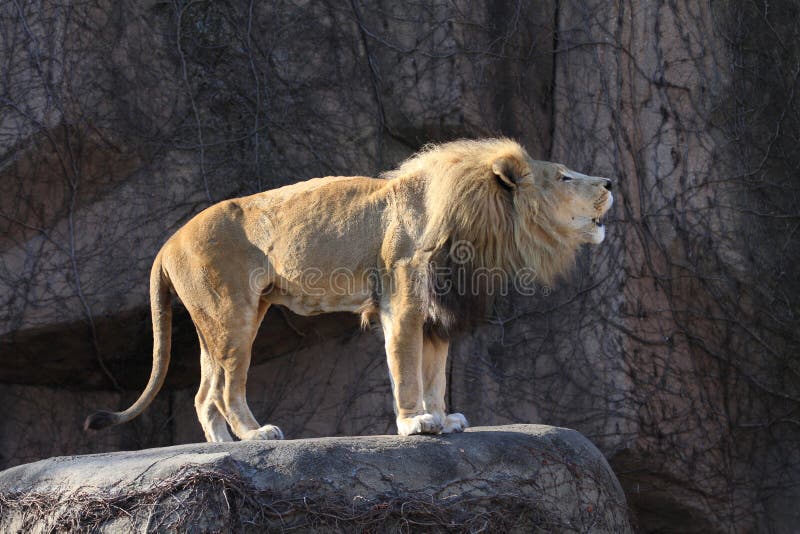 Lion roaring stock image. Image of sound, lincoln, standing - 16922665