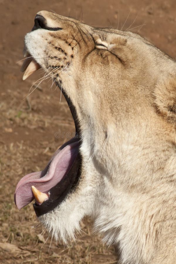Female Lion Roaring