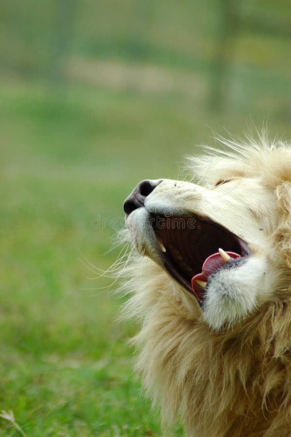 3+ Lions talking Free Stock Photos - StockFreeImages