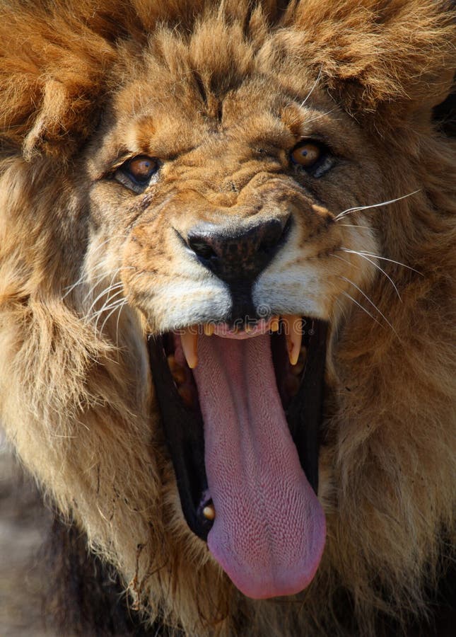 Lion roaring stock image. Image of portrait, tooth, forest - 5115465