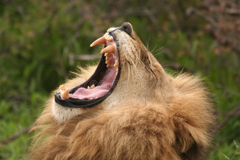 Lion Roaring stock image. Image of south, mane, roar, five - 7373357 Lion Roaring stock image. Image of south, mane, roar, five - 7373357