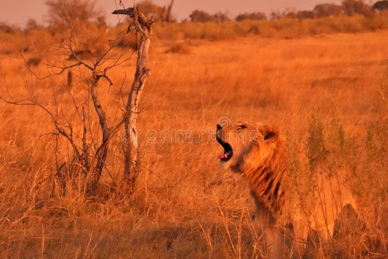 Lion Roaring at Dusk stock image. Image of lion, animal - 253147287