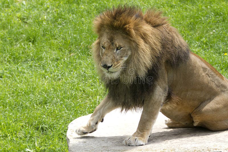 Lion Cub Pounce Practice stock photo. Image of vulture, lion - 3768