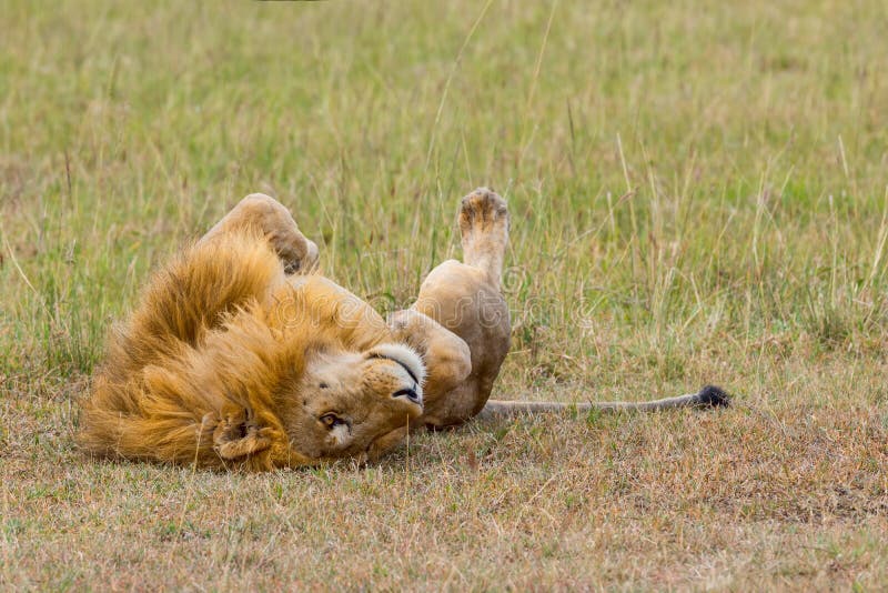 Lion Rolling on Back Maschio Fotografia Stock - Immagine di esotico ...