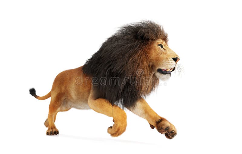 Lion Running Isolated on White Stock Illustration - Illustration of ...