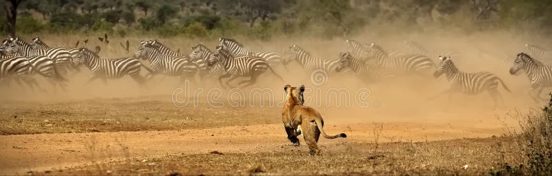 Lion Running with Other Zebras in the Distance Stock Image - Image of ...