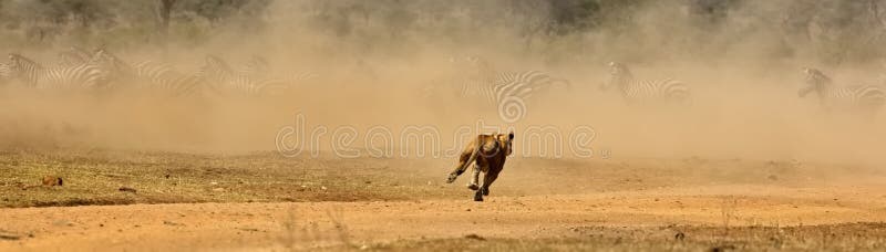 Lion Running with Other Zebras in the Distance Stock Image - Image of ...
