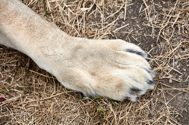 Lion S Big Paws. the Paw of a Big Cat Stock Image - Image of sand, lion ...