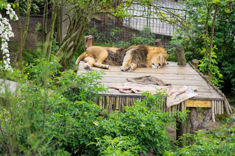 Lion`s den stock image. Image of trees, wildlife, green - 92733589