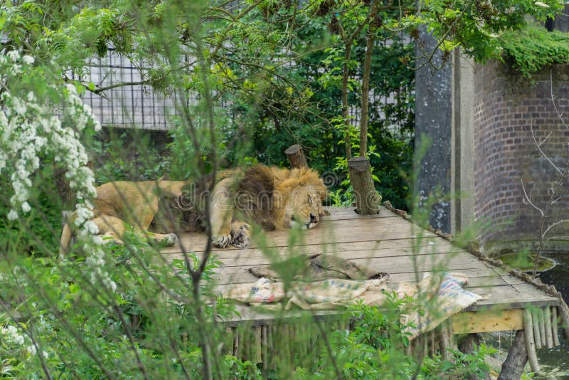 Lion`s den stock image. Image of asiatic, green, habitate - 92733621