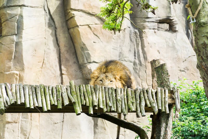 Lion`s den stock photo. Image of green, comfort, habitate - 92733670