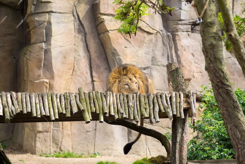 Lion`s den stock image. Image of zone, asiatic, green - 92733605