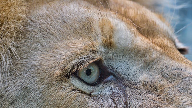 Lion s eye close up stock photo. Image of mammal, closeup - 321395844