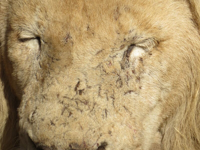 Lion face with scars stock image. Image of reserve, africa - 52860089