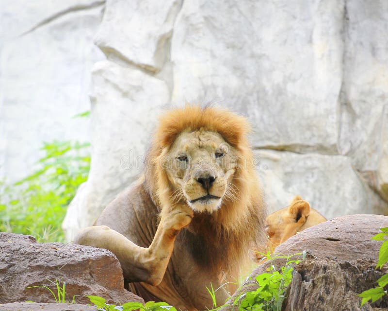 Lion S Foot Knocked in the Head. Stock Image - Image of endangered ...