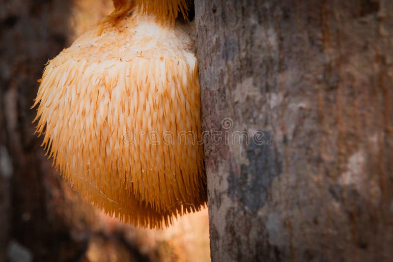 Lion& X27;s Mane Mushroom & X28;Hericium Erinaceus& X29; and Tree ...
