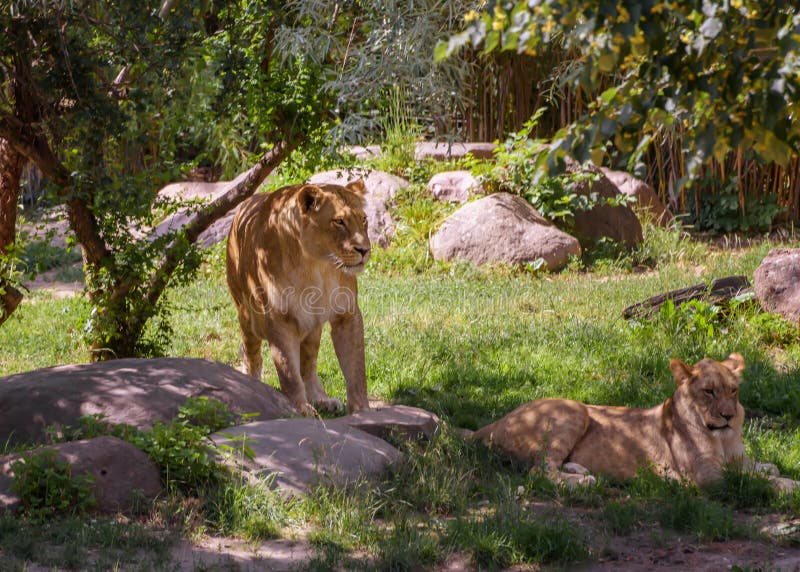 A Lion`s Pride. African Lions Stock Photo - Image of king, outdoors ...