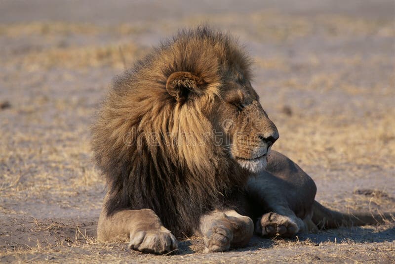 Lion in savanna stock image. Image of travel, wildlife - 3867963