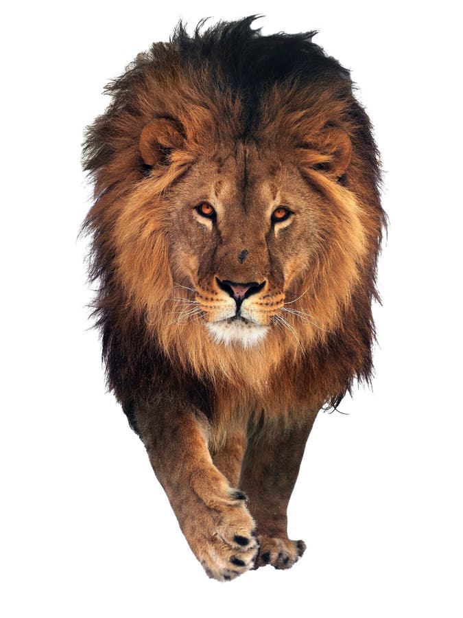 42,130 White Lion Stock Photos - Free & Royalty-Free Stock Photos from ...