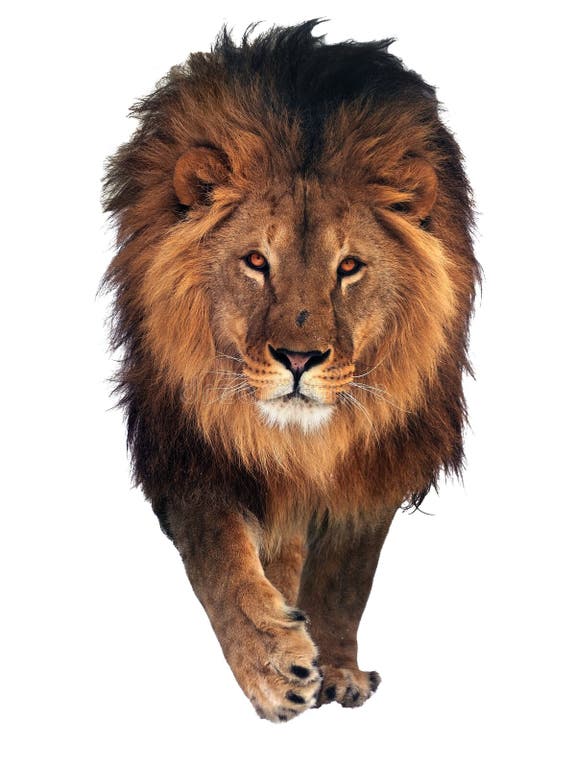 Lion Saying Hello Isolated at White Stock Photo - Image of bright ...