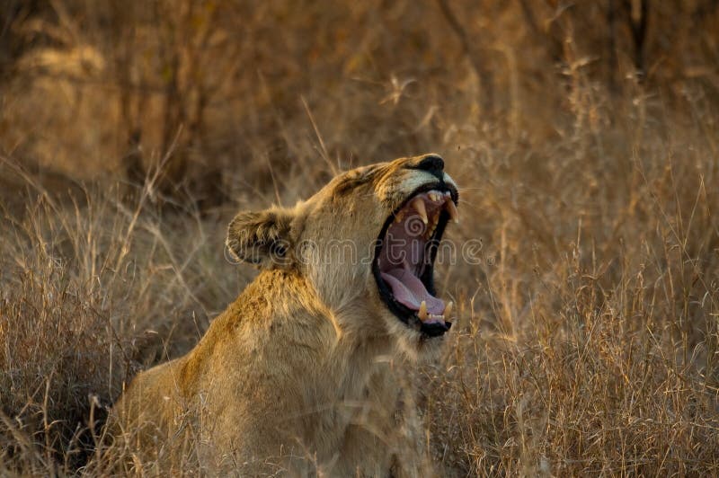 Lion screaming stock photo. Image of south, king, scream - 12412526