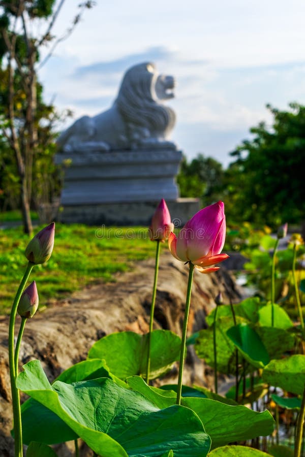 The Lion Sculpture and Lotus Stock Image - Image of trees, still: 46263303