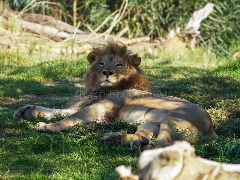 Lion In Shade Stock Photo - Image: 62616812
