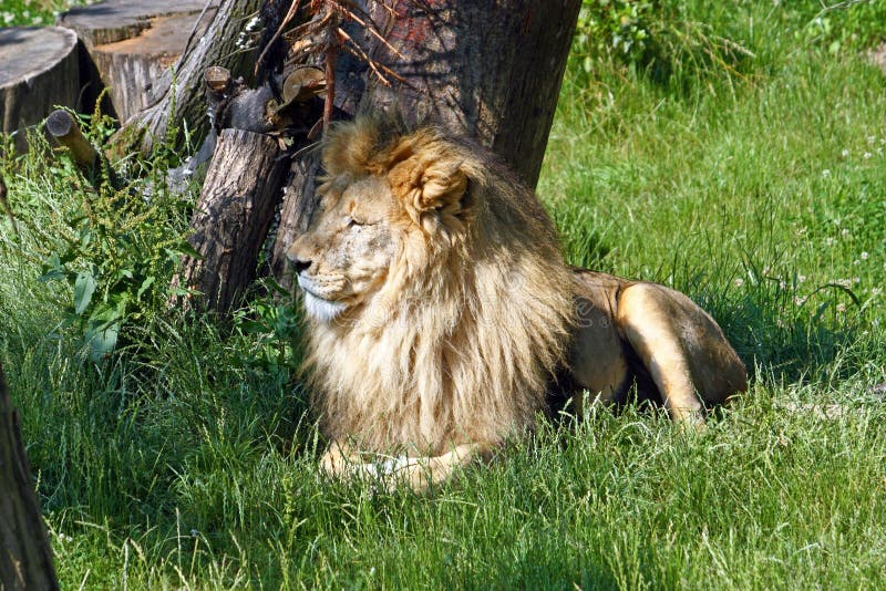 Lion in shade stock photo. Image of chilling, feline - 62616812