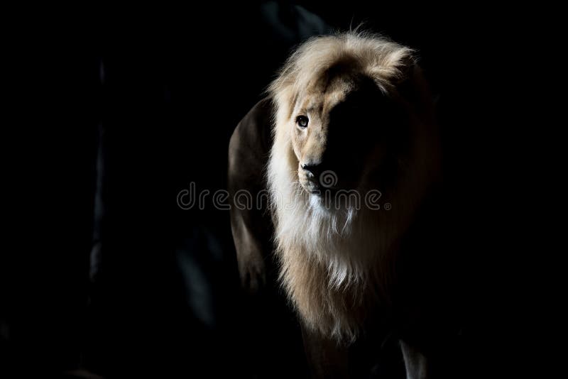 Lion in the shadows stock image. Image of season, blue - 191618359