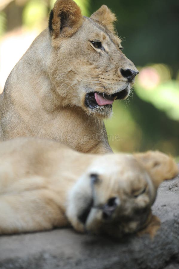 876 Lion Hunt Elephant Stock Photos - Free & Royalty-Free Stock Photos ...