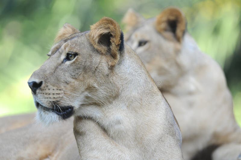 African Female Nyala stock image. Image of game, nyala - 4256189