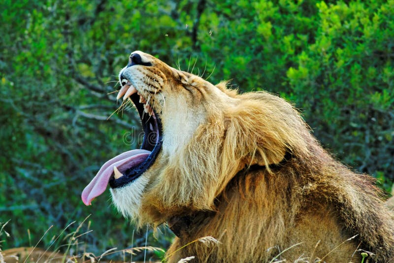 Lion Showing Flehmen Response Stock Photo - Image of nature, ecology ...