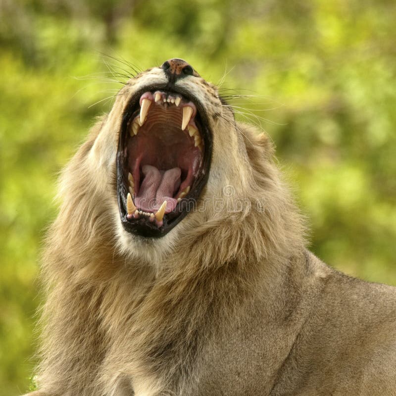 List 91+ Pictures Pictures Of Lions Teeth Superb