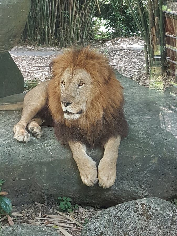 Lion si raja hutan stock image. Image of raja, taman - 285714027