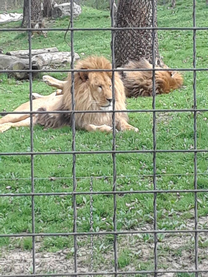 Lion stock image. Image of lion, view, side, turning - 118378787