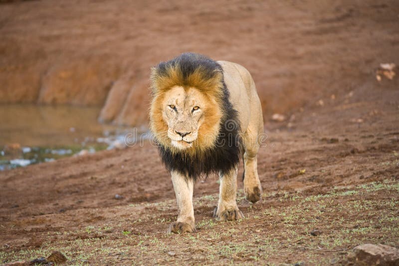 Lion Sighting stock image. Image of feline, african, carnivore - 11178635